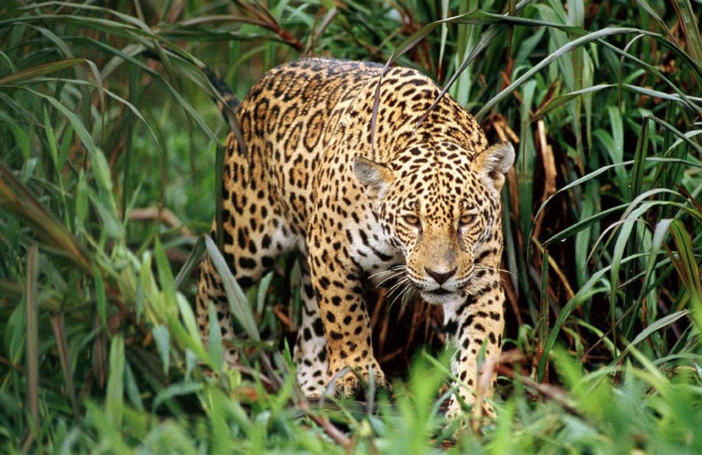 Animales Endémicos de Yucatán – Blog Sudesa