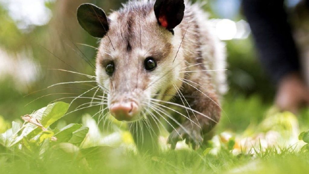 Animales Endémicos de Yucatán – Blog Sudesa