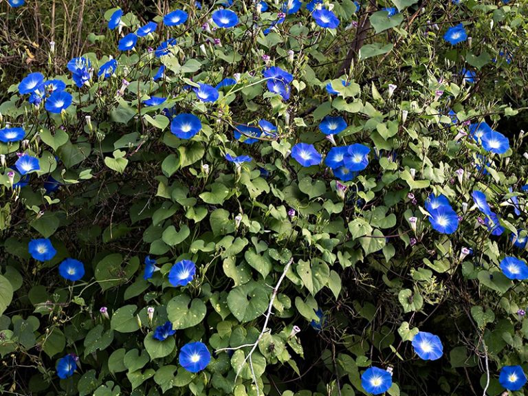 Plantas Silvestres de Yucatán – Blog Sudesa